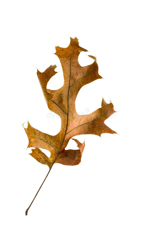 Pin Oak Leave in Fall, Isolated Stock Image - Image of curved, pinoak ...
