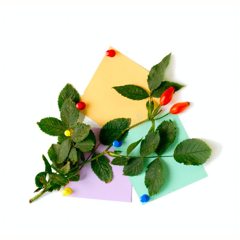 Pin, papel y planta imagen de archivo. Imagen de aislado - 11627575