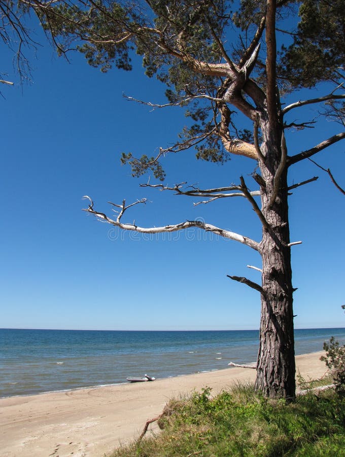 Un Arbre De Pin Sur Un Bord De La Mer Photo stock - Image du azur, banc ...