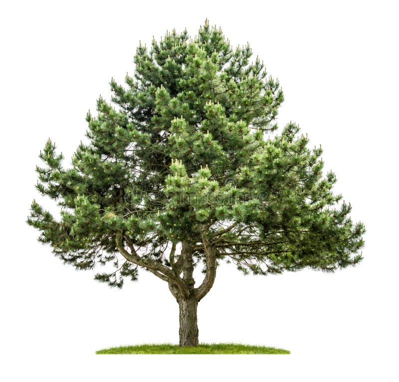Arbre D'isolement Sur Un Fond Blanc - Pin - Pinus Photo stock - Image ...