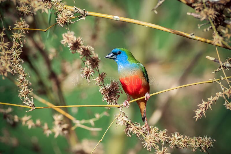 Pin-tailed Parrotfinch stock photo. Image of diamond - 40564280