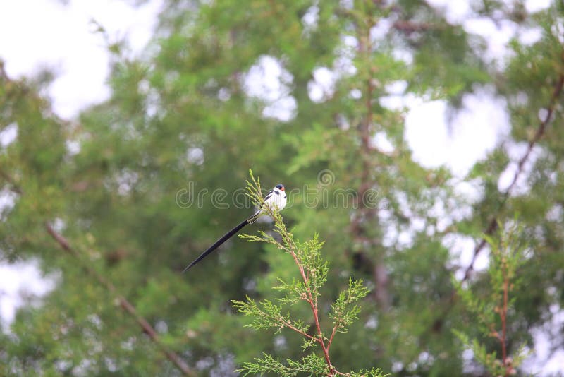 Pin-tailed whydah stock image. Image of natural, rwanda - 75105105