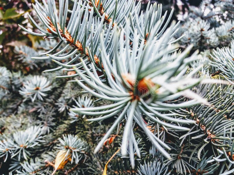 Pin tree stock image. Image of evergreen, beautiful - 102197783