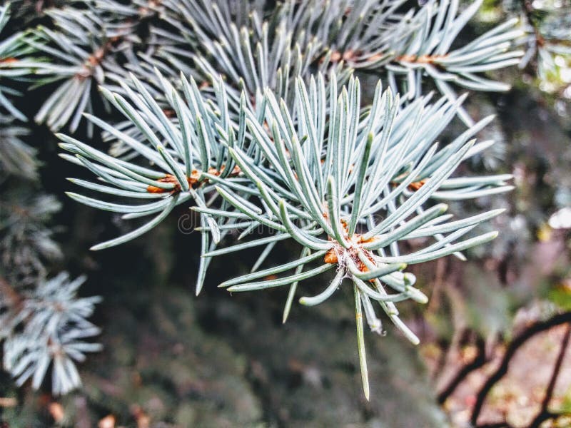 Pin tree stock image. Image of plant, spruce, evergreen - 102197675