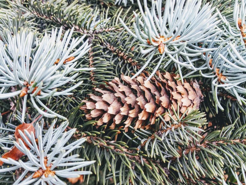Pin tree stock image. Image of plant, spruce, evergreen - 102197675