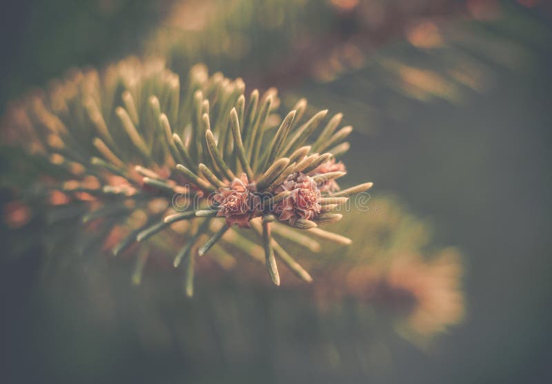 Pine tree sprout stock photo. Image of reforestation - 19072326
