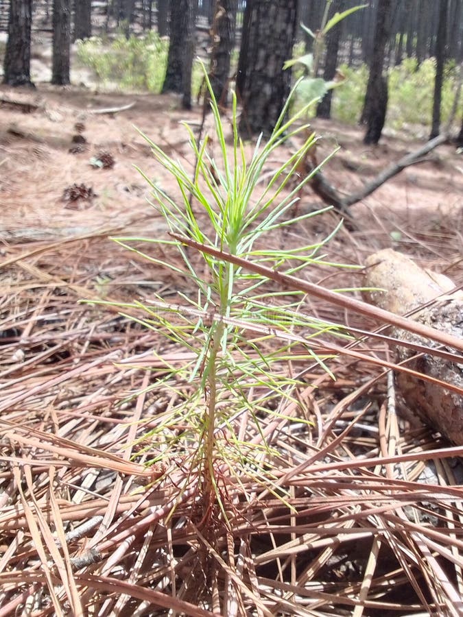 Pinace Tree Stock Photos - Free & Royalty-Free Stock Photos from Dreamstime