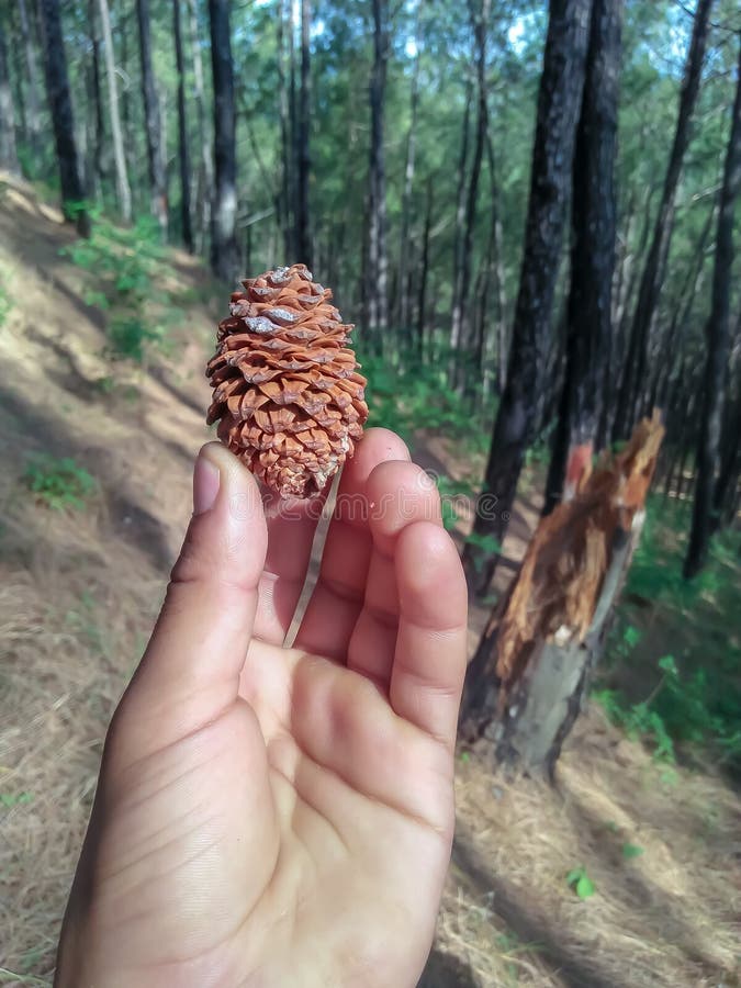 Pinaceae cones stock photo. Image of hand, seeds, tree - 184554236