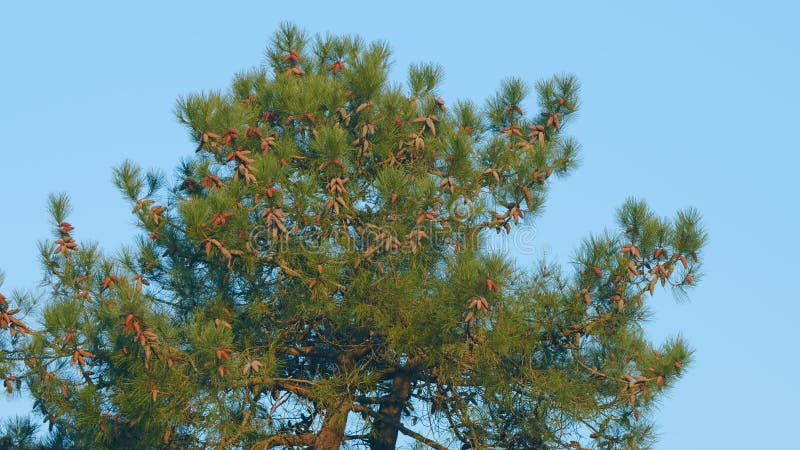 Pinaceae Family. Pinus. Pine Branches Swaying in the Wind. Pan. Stock ...