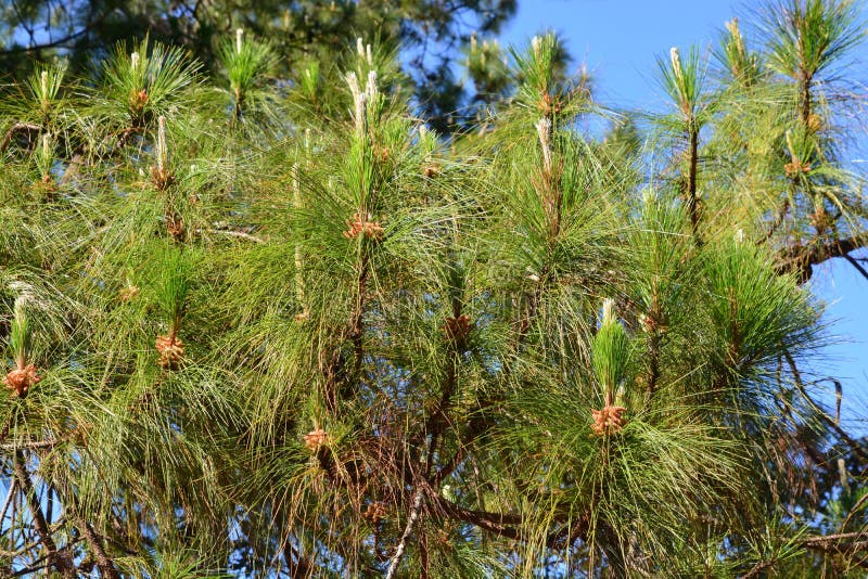 Pine Family, Tree, Conifer, Branch Picture. Image: 113373588