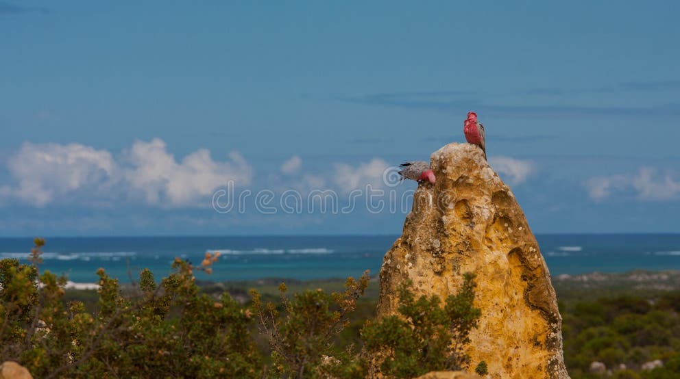 Pinacles stock image. Image of sand, spring, dessert - 29538253