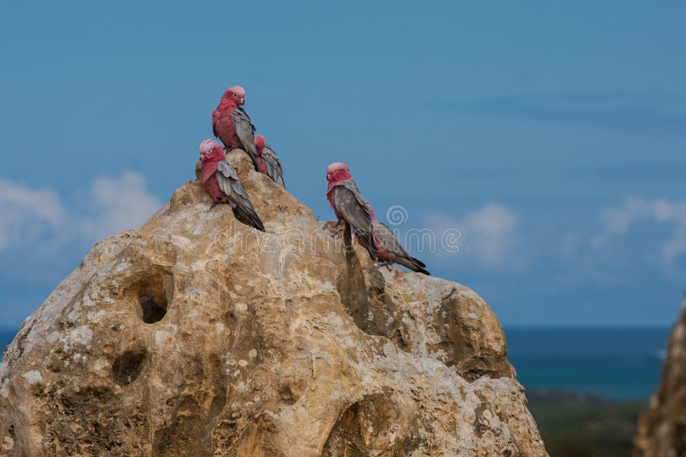 Pinacles stock image. Image of summer, great, rocks, road - 29653163