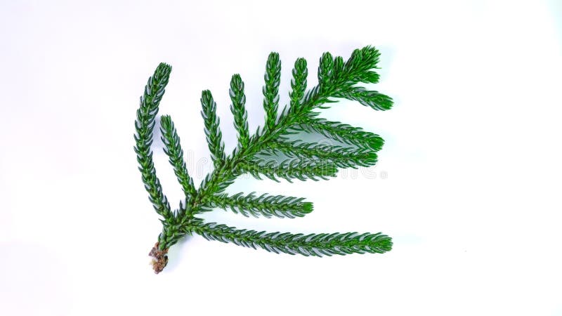 Pinales, Leaves, Black and White, As Well As Branches, on a White ...