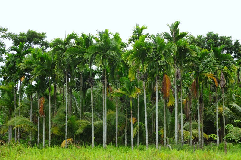 Pinang Palm Tree stock photo. Image of paradise, fruit - 17120428