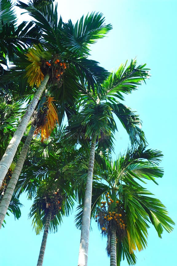 Pinang Palm Tree stock photo. Image of flora, nature, tree - 1745852