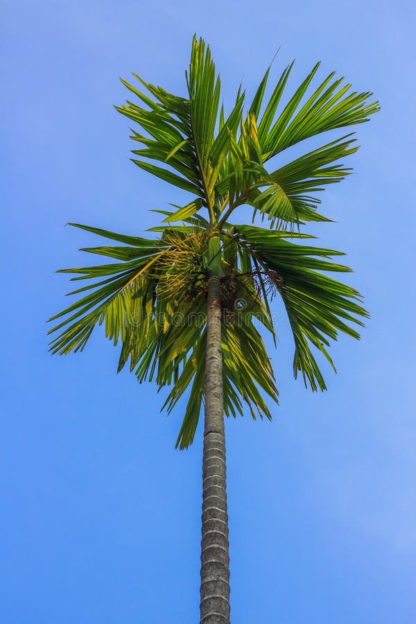 Pinang Palm Tree stock photo. Image of paradise, fruit - 17120428