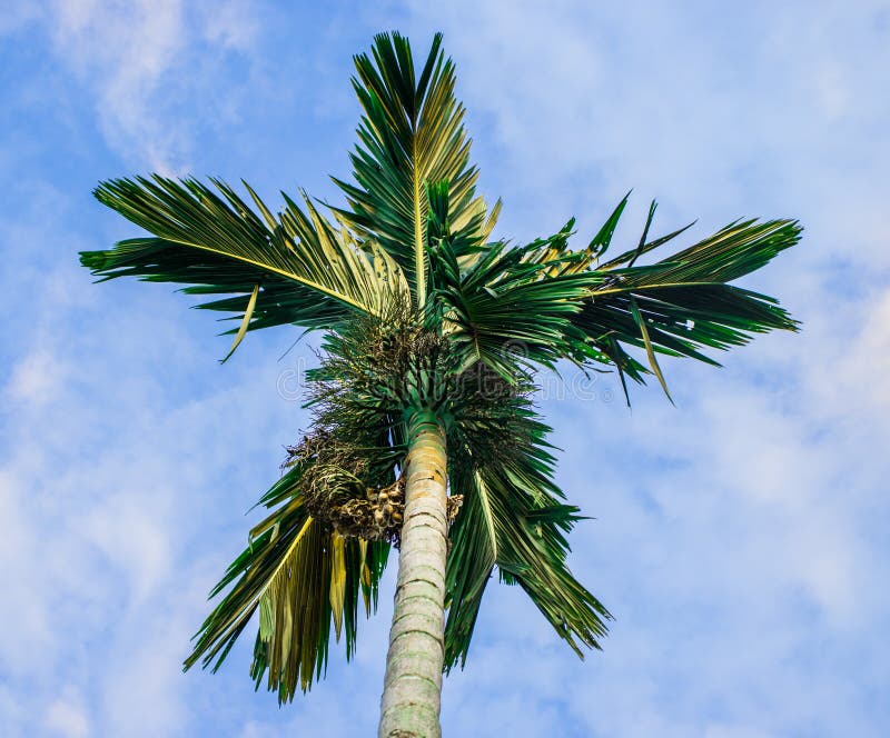 Pinang tree stock photo. Image of star, pinang, leafs - 126966118