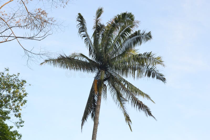 Pinang tree stock photo. Image of rose, original, nature - 94546820