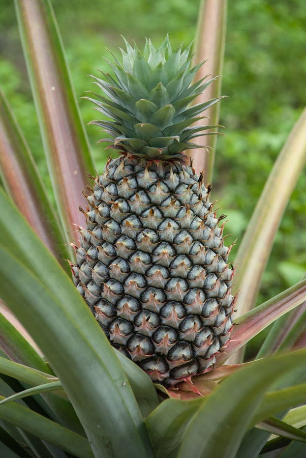 Pinaple in the wild stock image. Image of plant, juice - 39937347