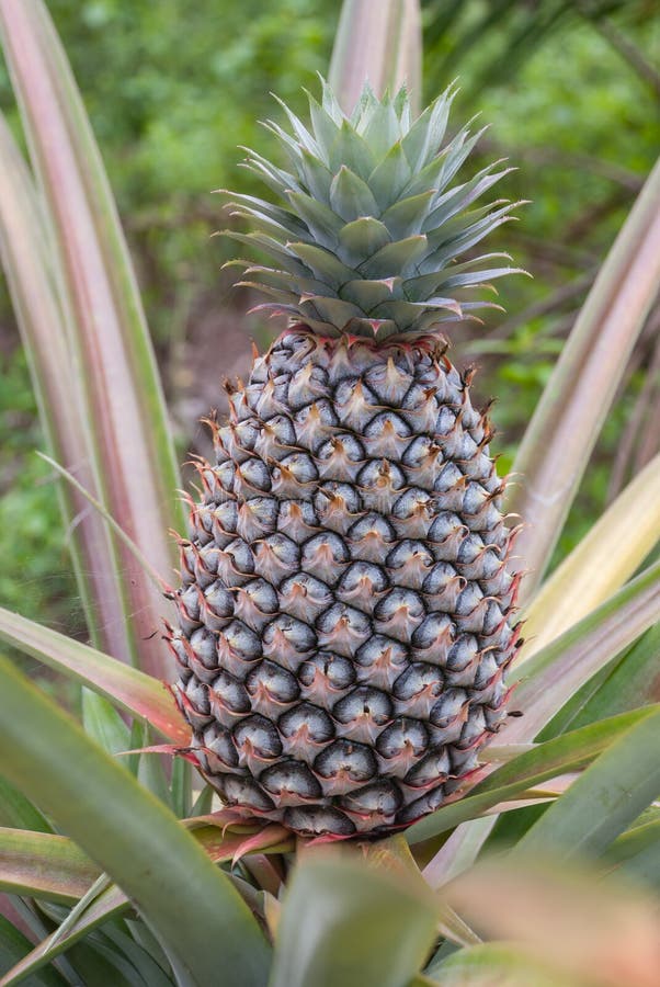 Pinaple in the wild stock photo. Image of juice, bromeliaceae - 39937378