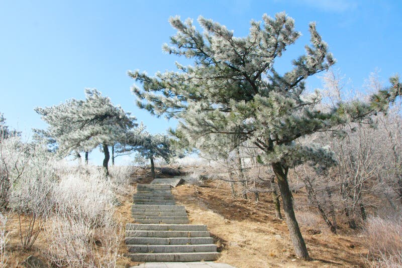 Pinaster stock image. Image of pine, pinaster, plants - 12423825