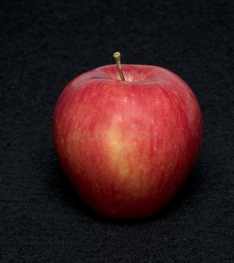 Pinata Apple Pinova Sonata Hybrid Fruit Stock Photo - Image of tasty ...