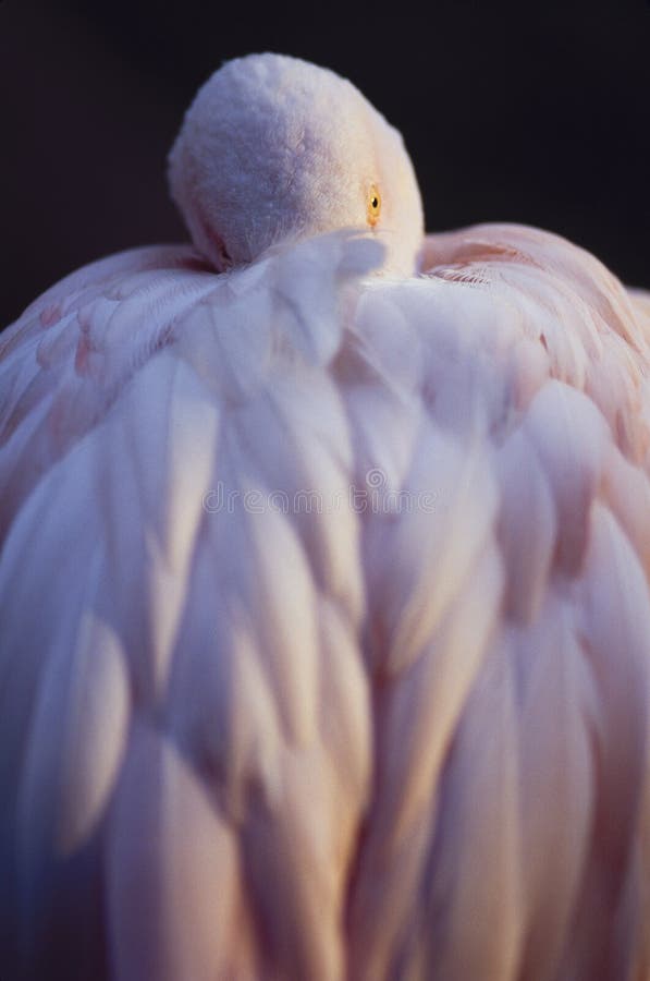 Pinbk Flamingo Resting stock image. Image of wade, birds - 28425043
