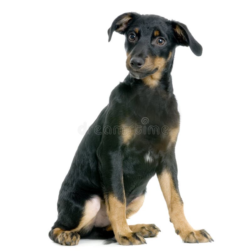 Pincher stock photo. Image of sitting, pedigree, portrait - 2329028