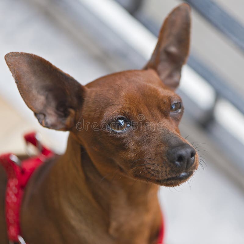 Pincher dog breed stock photo. Image of animal, posing - 31175096
