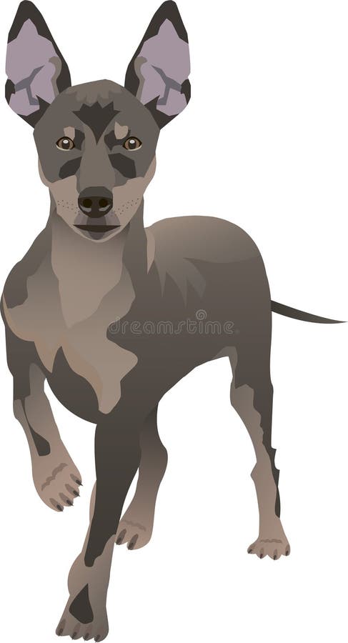 Pincher dog stock illustration. Illustration of expression - 82163496