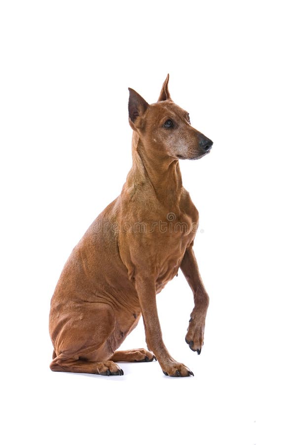 Pincher Dog Isolated on White Stock Image - Image of domesticated ...
