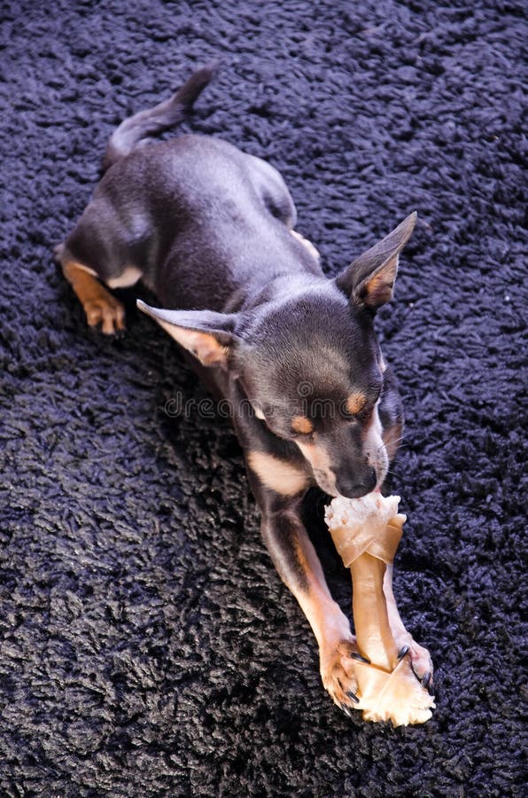 Pincher Toy Bone Stock Photos - Free & Royalty-Free Stock Photos from ...