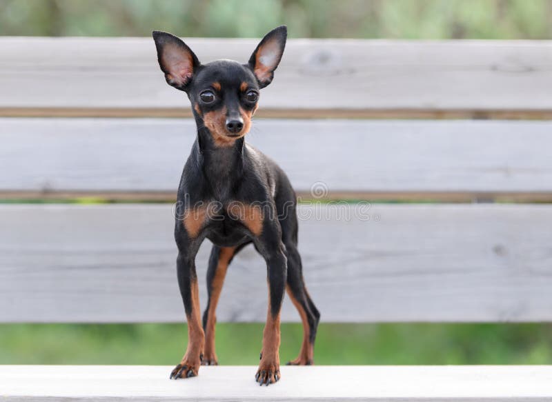 Pincher masculino Toy Dog foto de archivo. Imagen de obediencia - 35778774