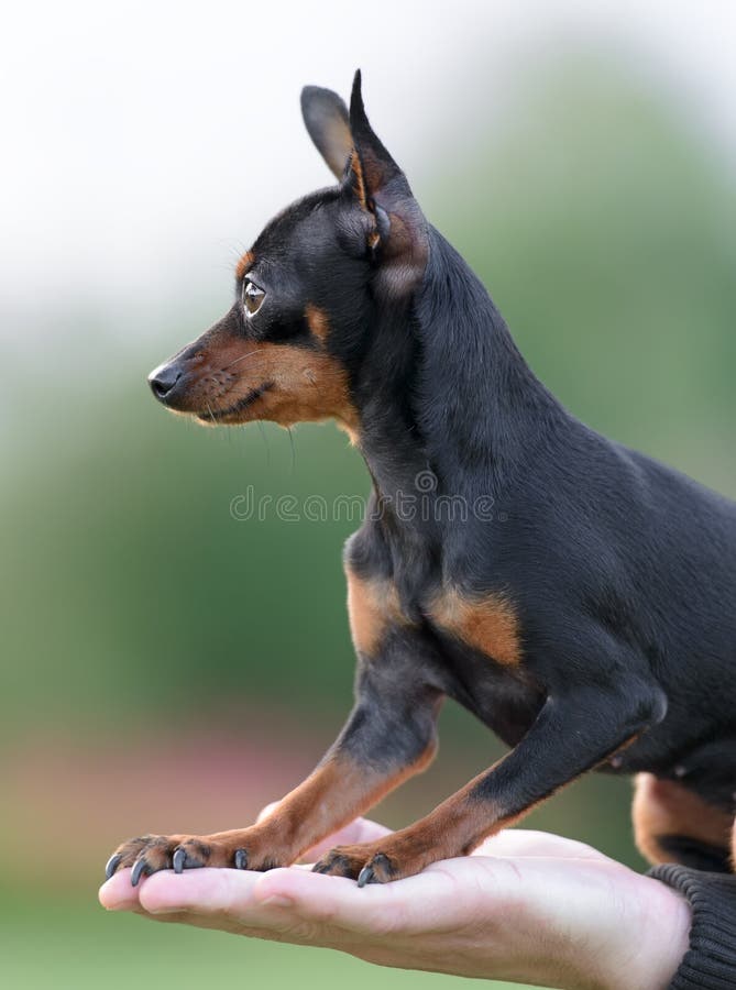 Pincher masculino Toy Dog imagem de stock. Imagem de alto - 35778903