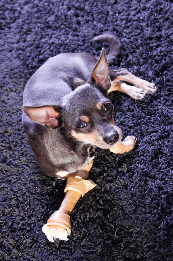 Pincher with a toy bone stock image. Image of vertical - 44797593
