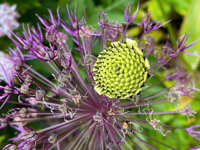Pincushion Alium Flower Blossom Stock Image - Image of botanical, onion ...