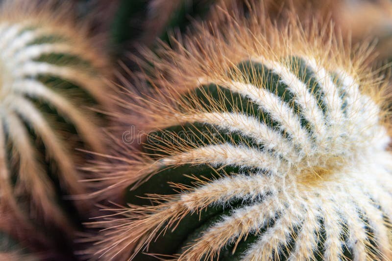 Pincushion Cacti Off Center Stock Image - Image of botanical ...
