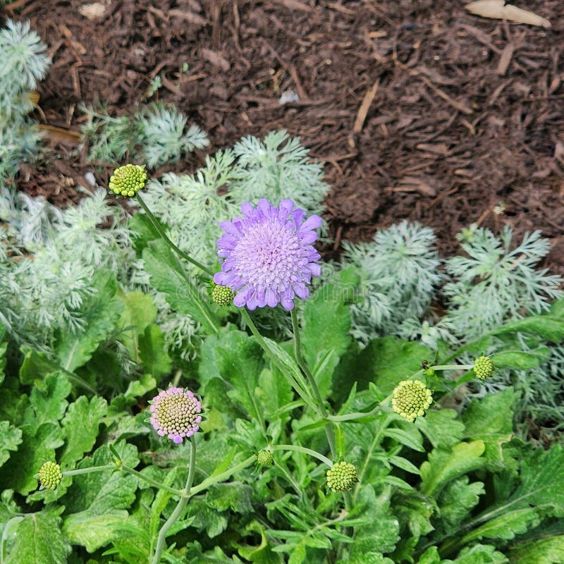 Pincushion Flower - Scabiosa Columbaria Stock Image - Image of columbaria, flower: 391647883