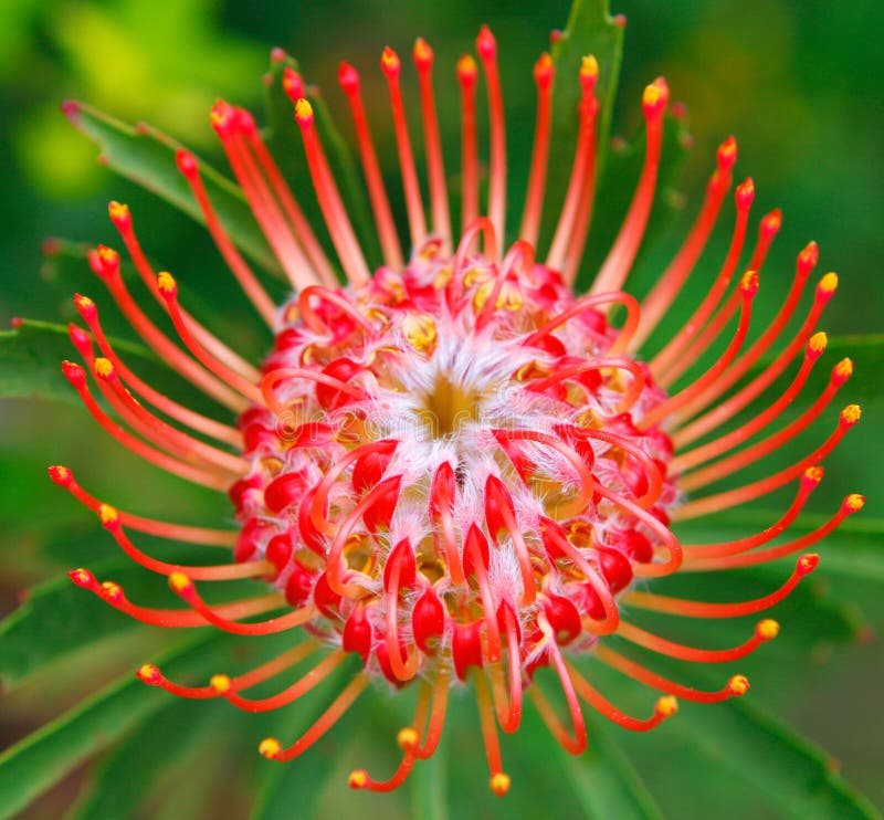 Orange Pincushion Protea