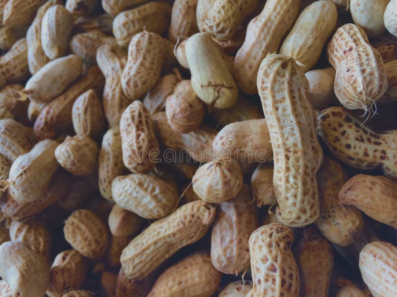 Het planten van pinda stock foto. Afbeelding bestaande uit landbouw ...