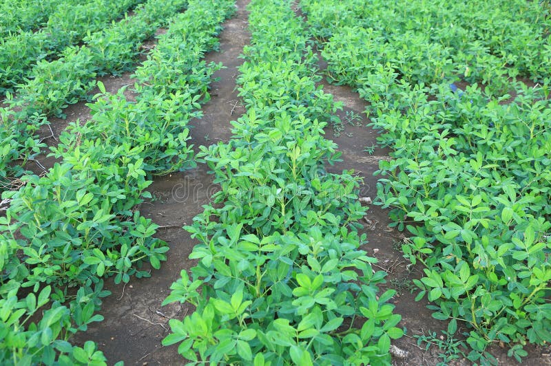 Pinda's op landbouwgrond stock afbeelding. Image of groei - 191350589