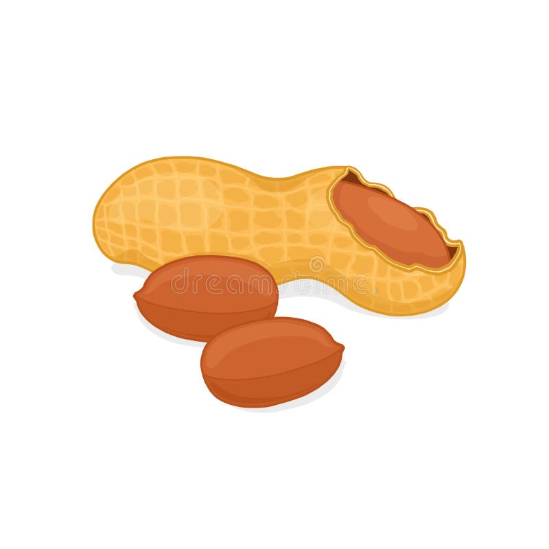 Pinda'sillustratie vector illustratie. Illustration of noot - 101638981