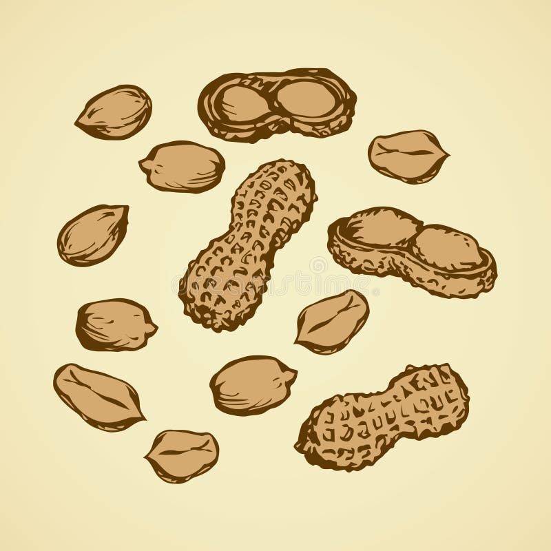 Pinda Vector tekening vector illustratie. Illustration of bruin - 84157726