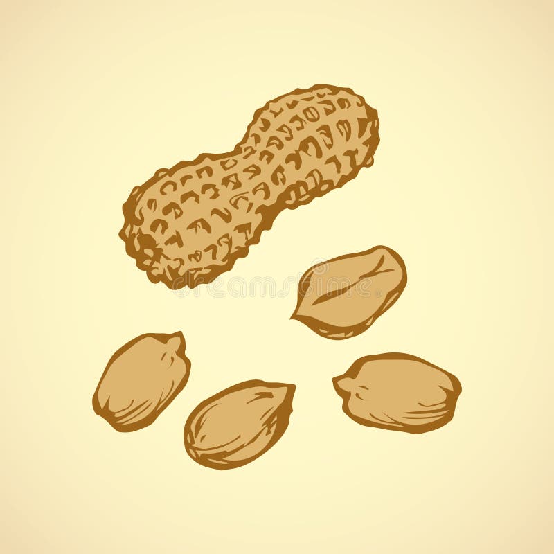 Pinda Vector tekening vector illustratie. Illustration of landbouw ...