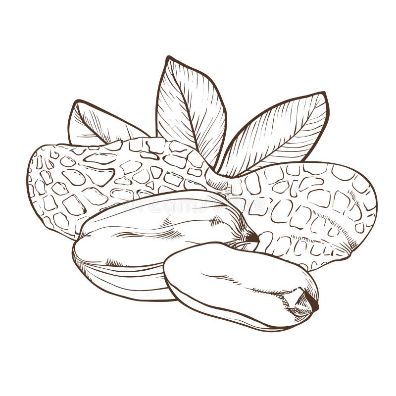 Pinda Vector tekening vector illustratie. Illustration of beige - 78360447