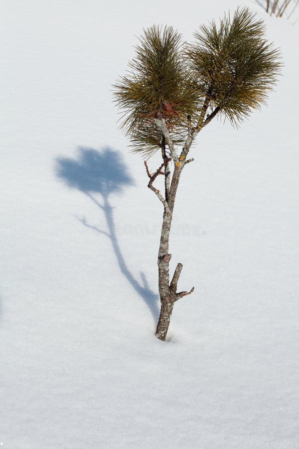 Pine stock photo. Image of year, tree, spring, shadows - 24444672