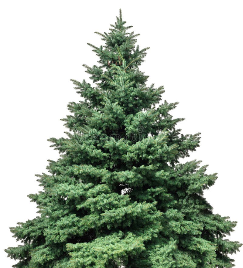 Pine Tree stock photo. Image of sharp, spring, isolated - 12537554