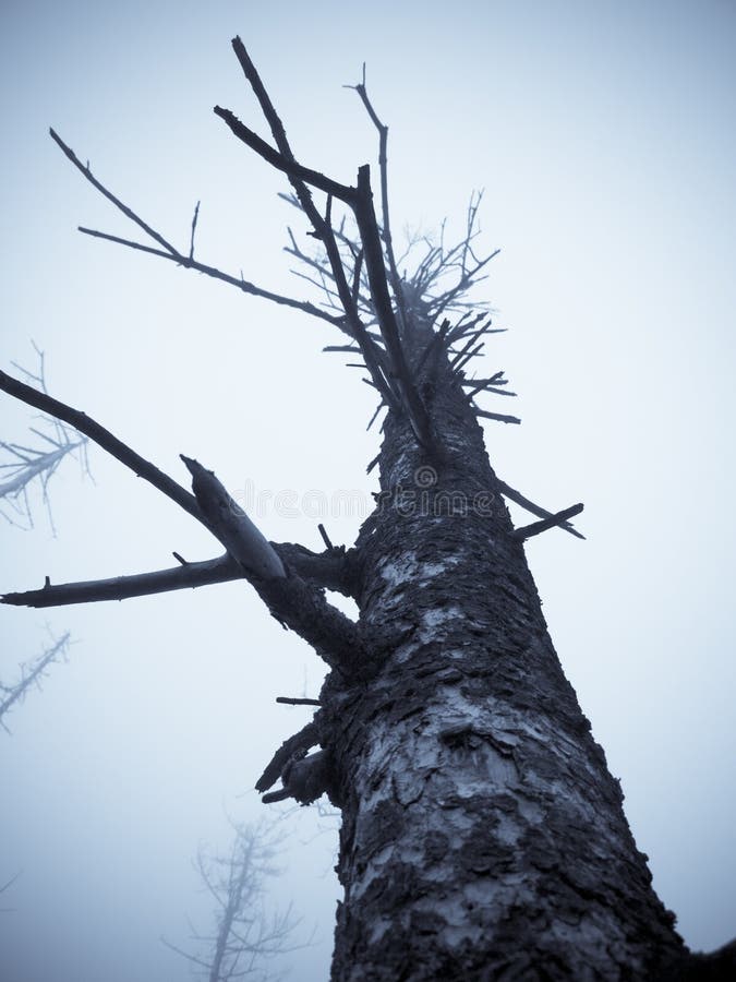 Spooky Tree stock photo. Image of legend, tree, dead, sleepy - 51242