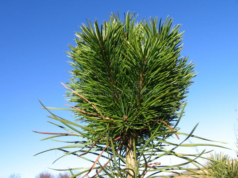 Pine Picture. Image: 709895