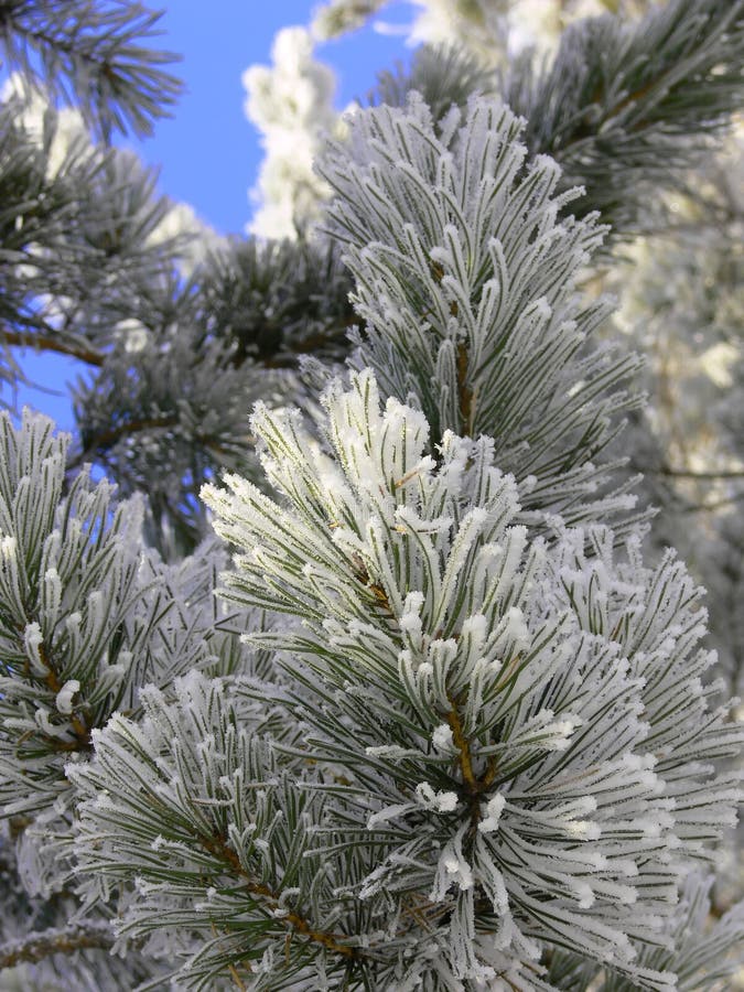 November frost stock image. Image of cold, autumn, winter - 44481